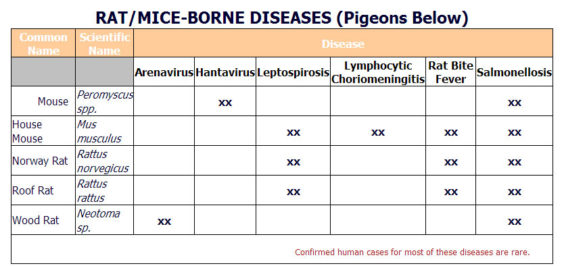 Rodent Cleanup - STERI-CLEAN®