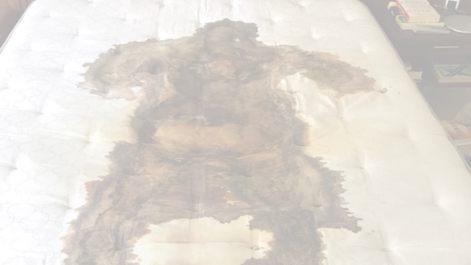 Boston Crime Scene Cleanup - STERI-CLEAN®